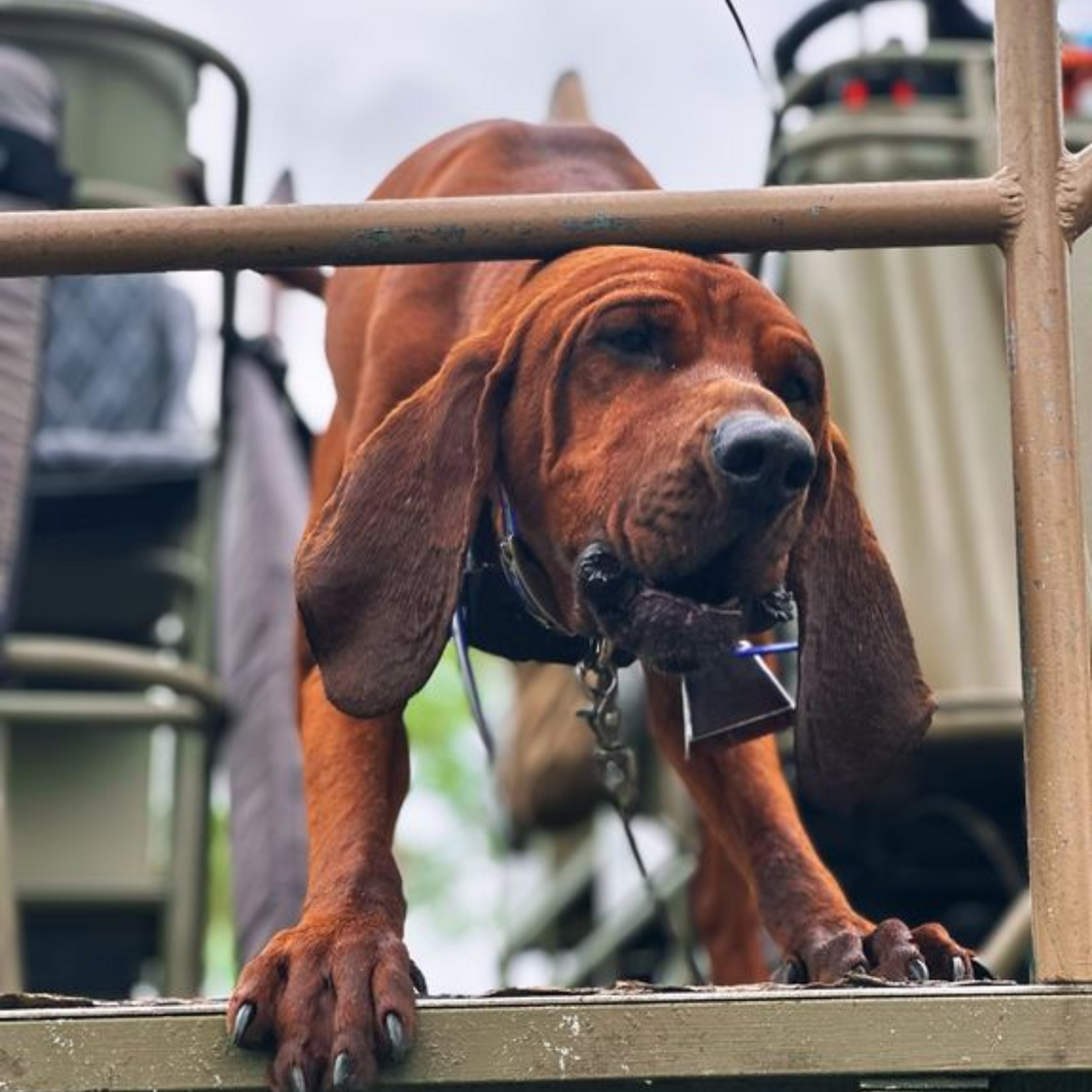 Garmin Astro or Alpha T5 Mini Tracking Collar with New Basic Collar an ...