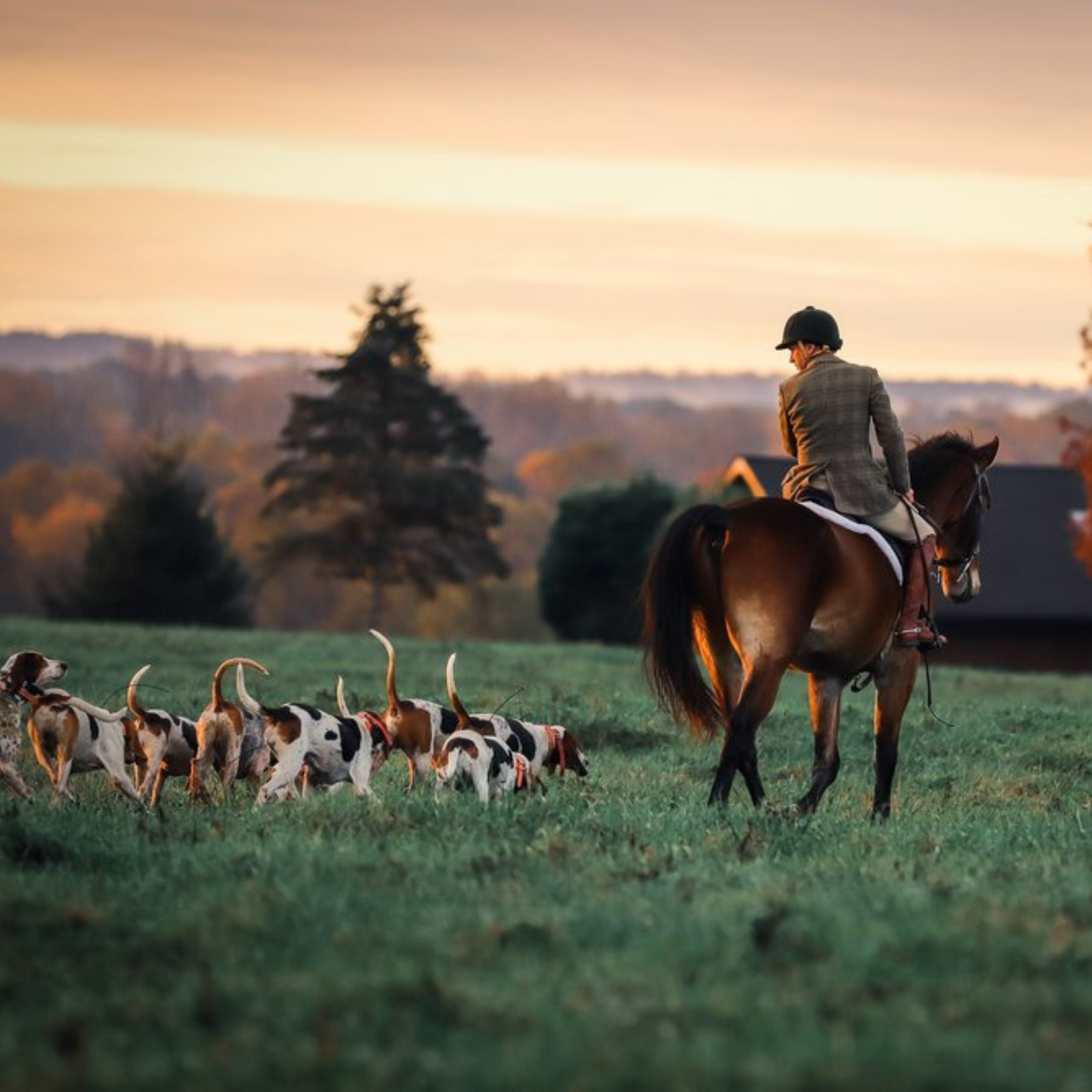 Garmin Alpha T20 Coon Collars – Outdoor Dog Supply