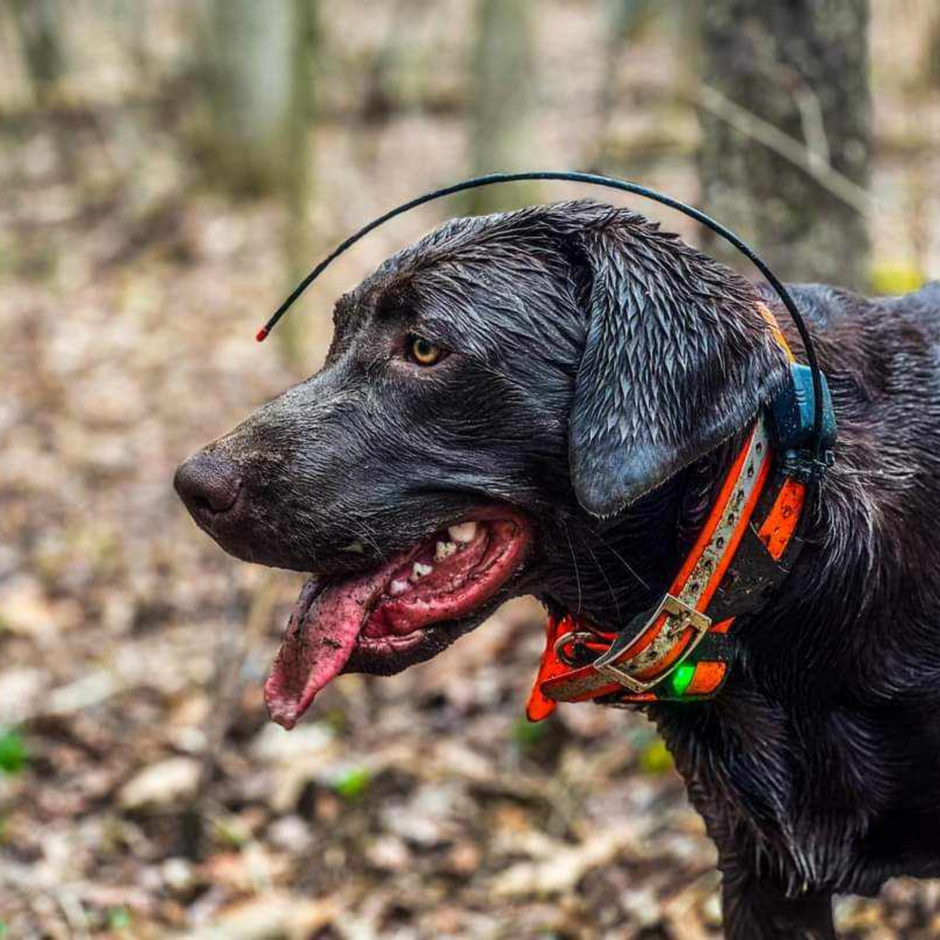 Garmin TT25 Mini Tracking and Training Collar with Short Flex Band ...