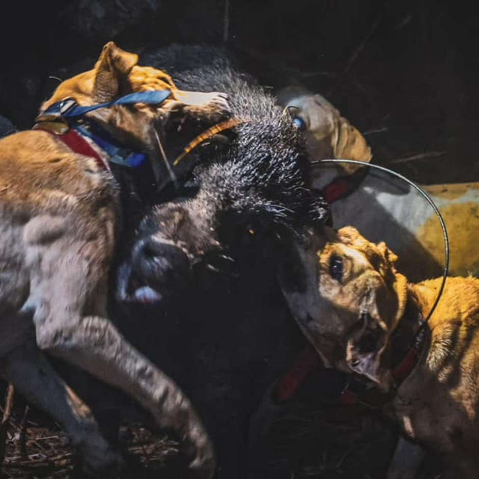 Garmin PT10/PT6 Collar - Factory Refurbished – Outdoor Dog Supply