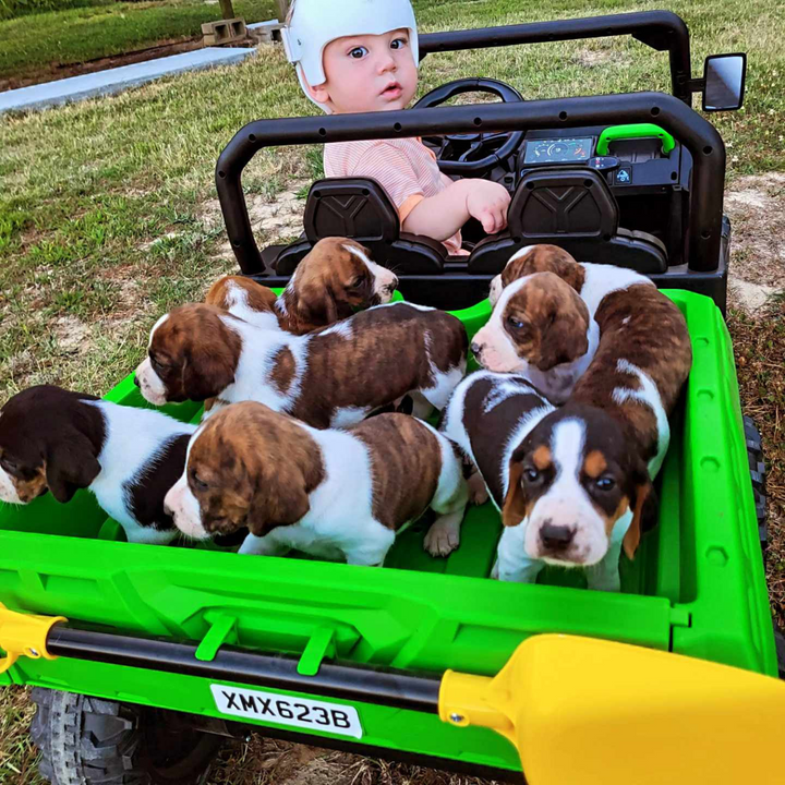 Garmin DC30 Collars - Used – Outdoor Dog Supply