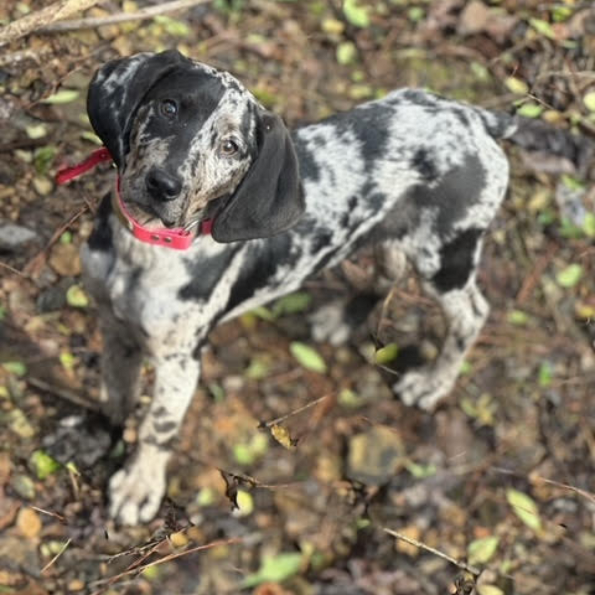 Garmin T5 Mini Collar - Factory Refurbished – Outdoor Dog Supply