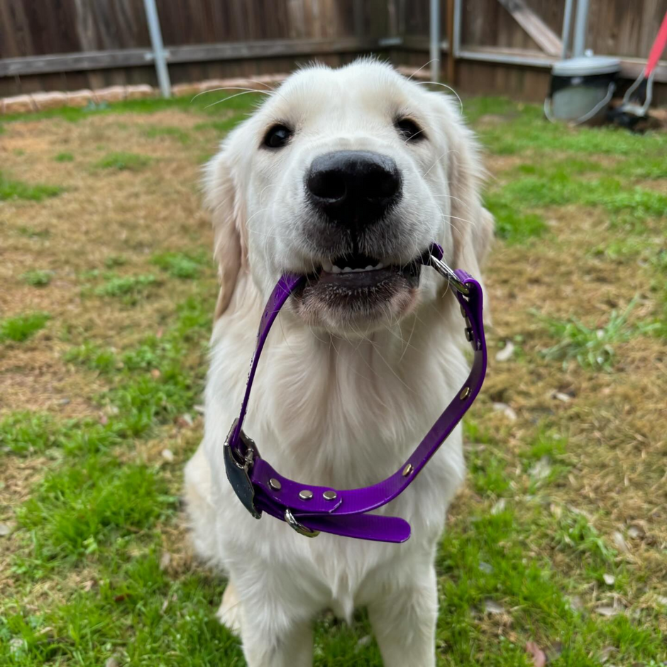Stainless Steel Hook Dog Pail Bucket – Outdoor Dog Supply