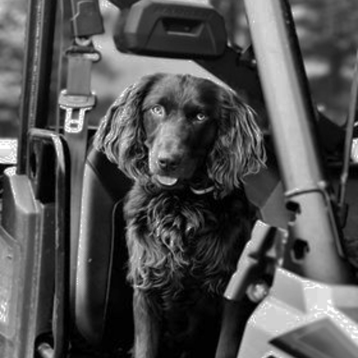 Garmin Tri-Tronics PT10 Collar - Used – Outdoor Dog Supply