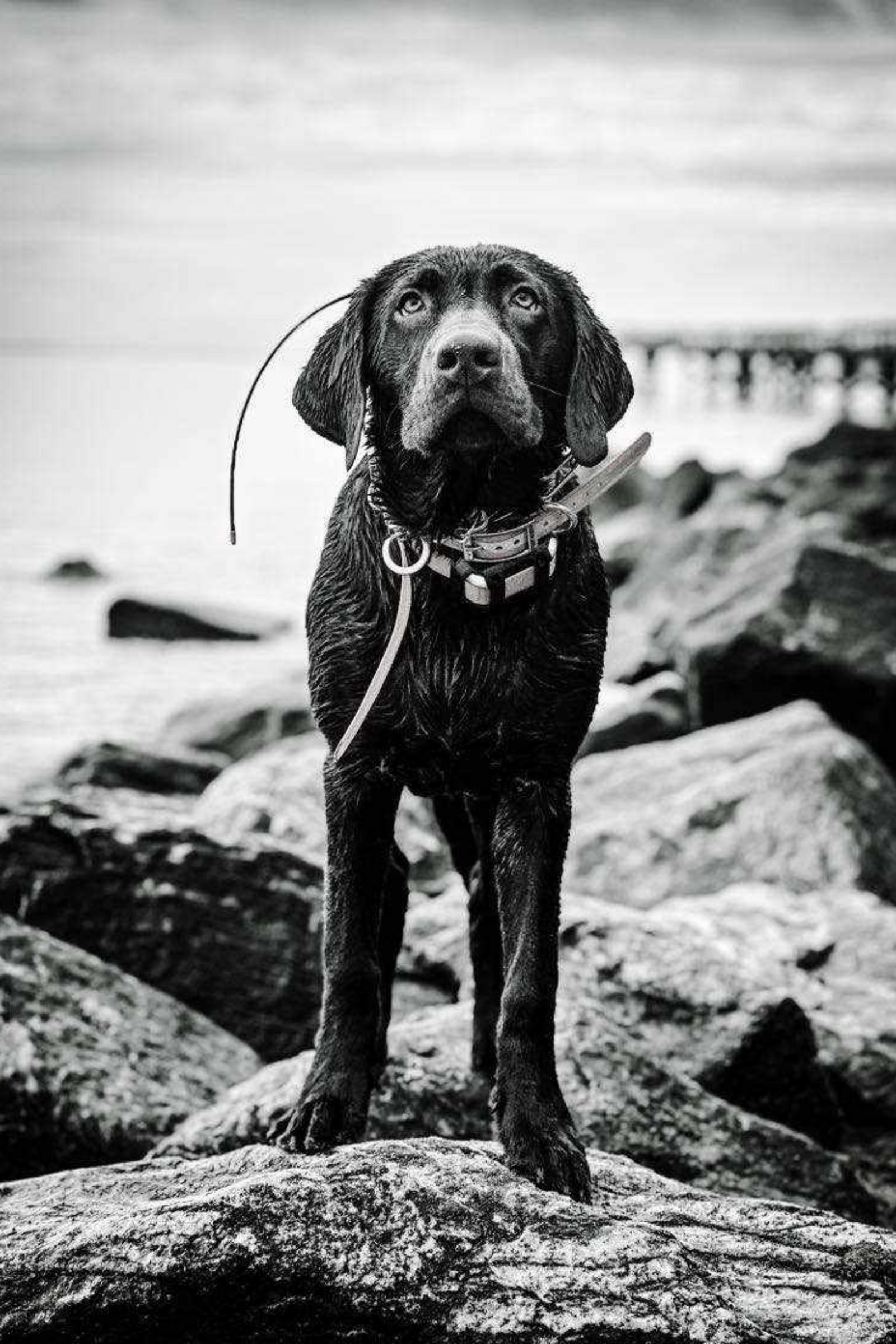 Garmin Alpha 200 Plus Handheld – Outdoor Dog Supply