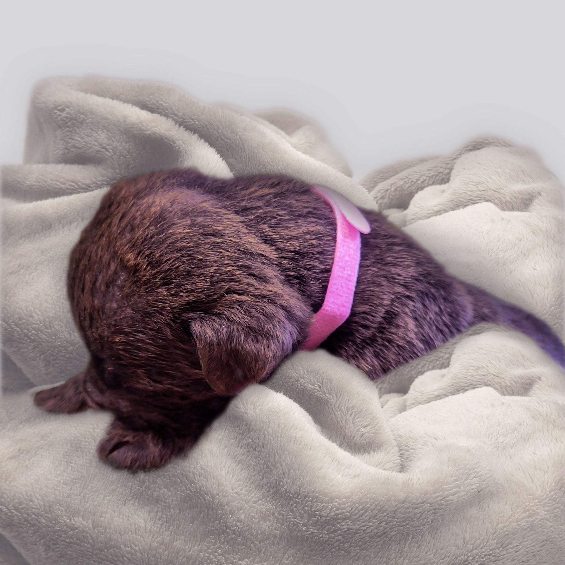 Puppy & Brood Supplies – Outdoor Dog Supply